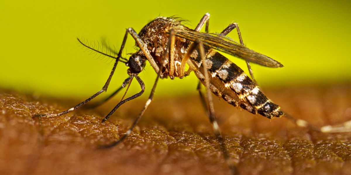 Recrudescence de la dengue : les recommandations actualisées du CDC ...